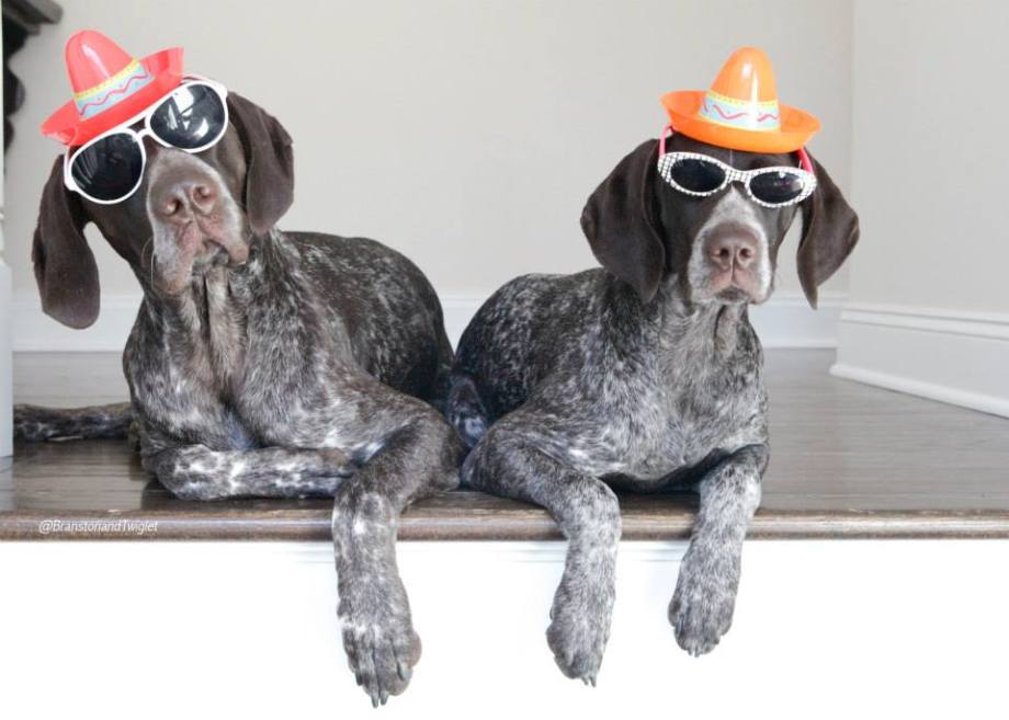 Fashion Friday: Branston and Twiglet - Come Wag Along