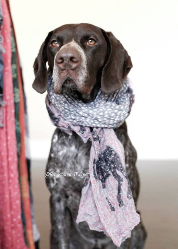 Branston Twiglet Dog Scarf - Come Wag Along