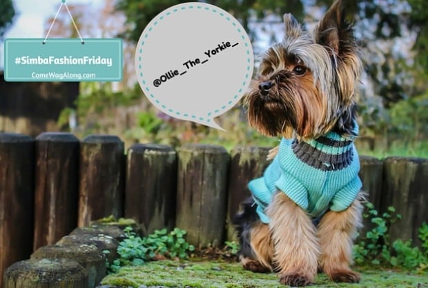 Fashion Friday: Ollie the Yorkie - Come Wag Along