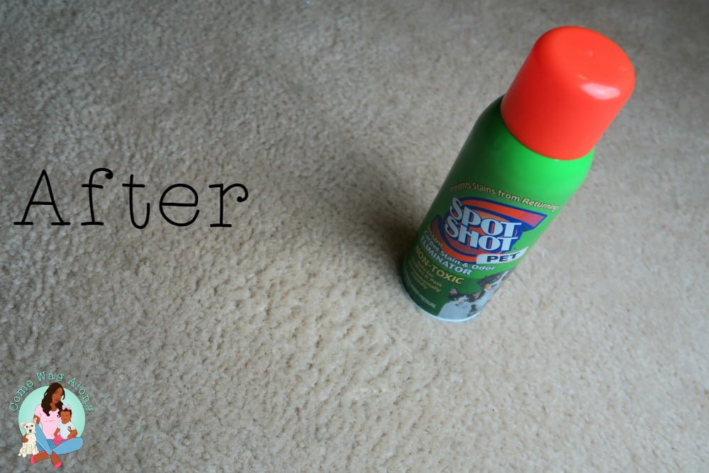 Spring Cleaning Made Easy with Spot Shot - Come Wag Along