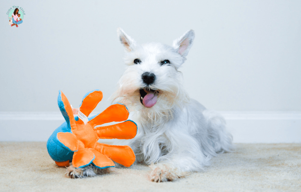 Happy Dog with Dog Toy - Come Wag Along